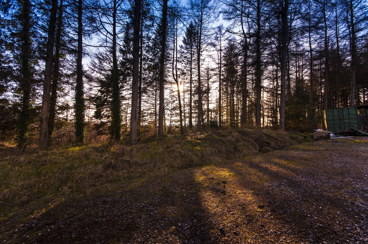 Woods Nature Landscape - Free photo on Pixabay - Pixabay