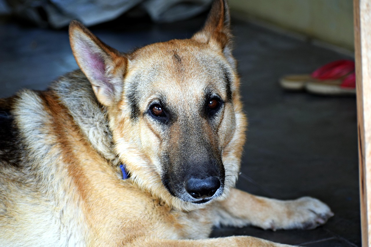 Perro Mascota Animal - Foto gratis en Pixabay - Pixabay