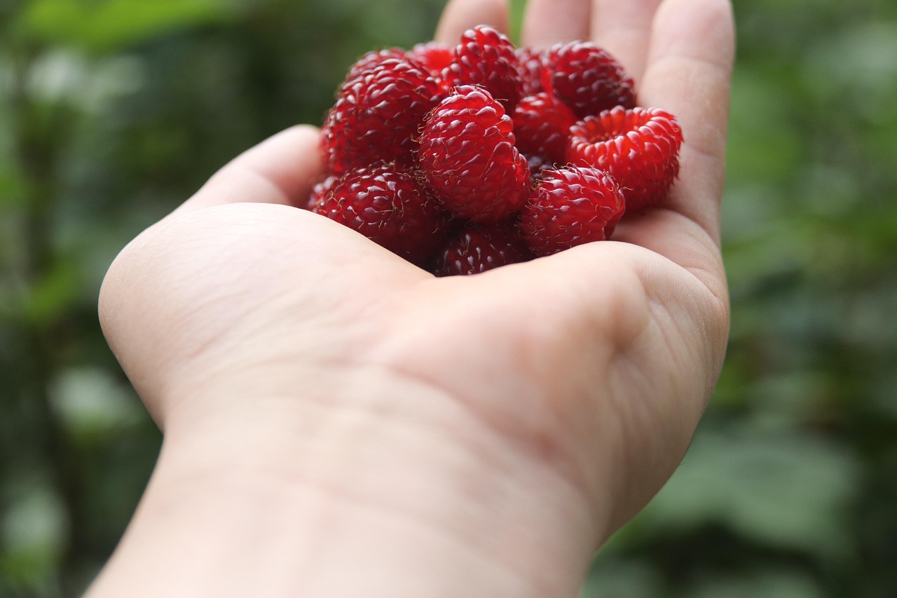 Berries On Hand Fruit Berry - Free photo on Pixabay - Pixabay