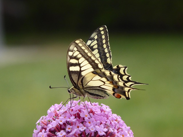 Papillon Queue D'Aronde Jaune Le - Photo gratuite sur Pixabay - Pixabay