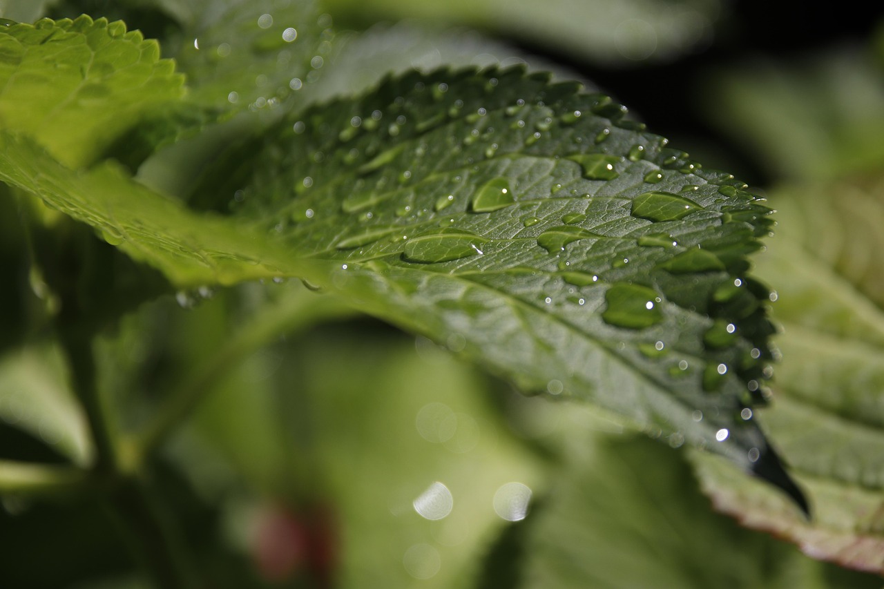 Green Leaf - Free photo on Pixabay - Pixabay