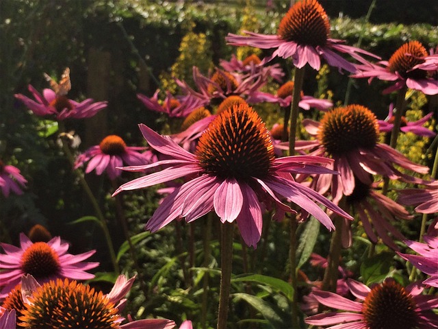 Flores Coneflower Roxo Vegetal - Foto gratuita no Pixabay - Pixabay