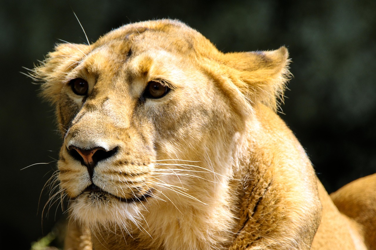 Wildlife Predator Lion Big - Free photo on Pixabay - Pixabay