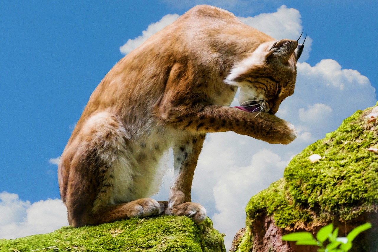Lynx Animal Cat - Free photo on Pixabay