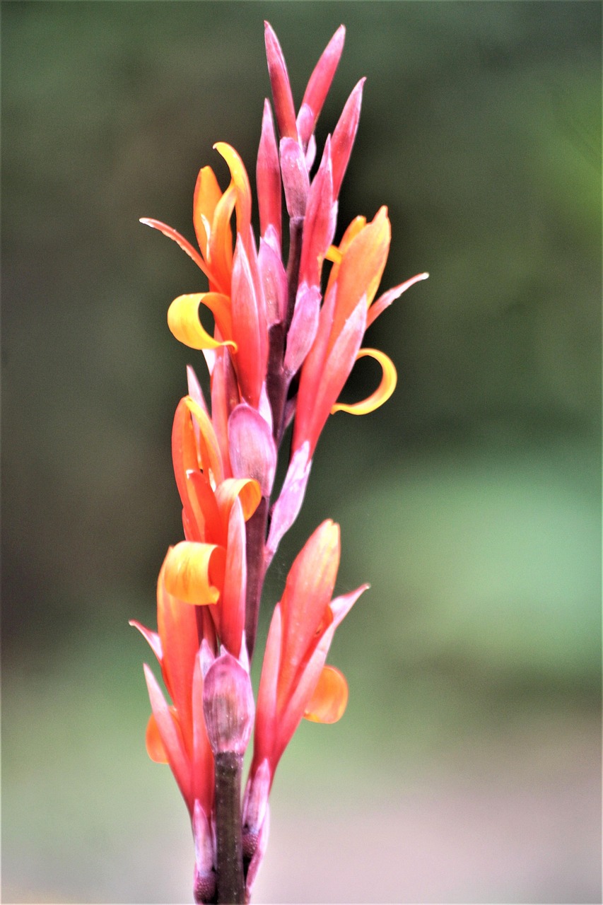Flower Tube Blossom Bloom - Free photo on Pixabay - Pixabay