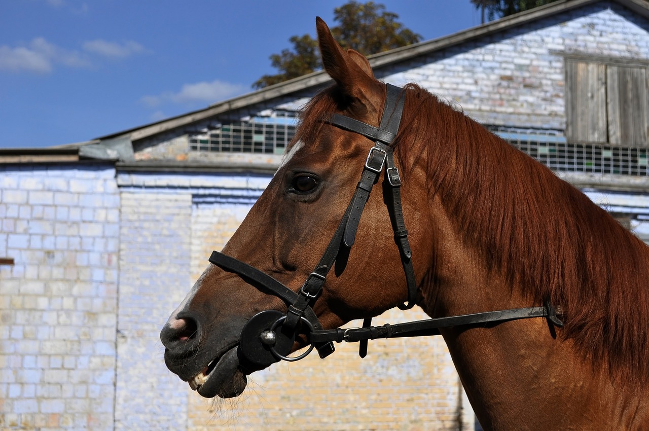 Cheval Stallion Crinière - Photo gratuite sur Pixabay - Pixabay