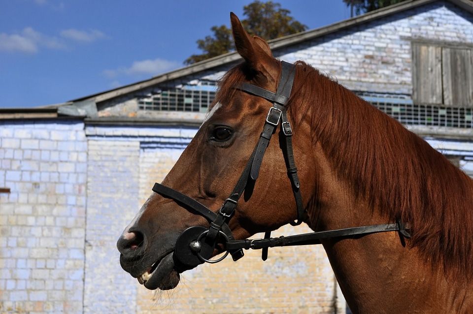Kuda Stallion Surai - Foto gratis di Pixabay - Pixabay