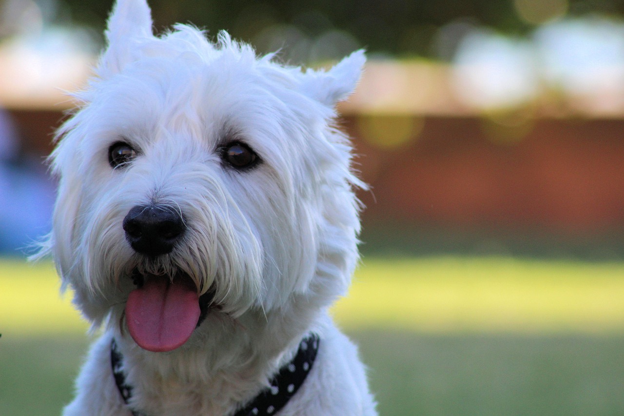 10+ Free Dog Mustache & Nature Images - Pixabay