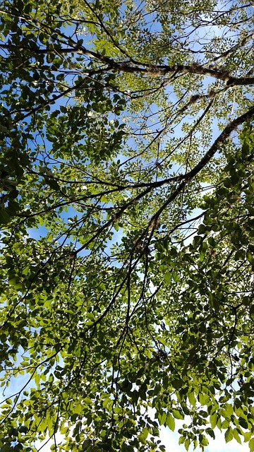 Arbre Vert Rameaux - Photo gratuite sur Pixabay - Pixabay