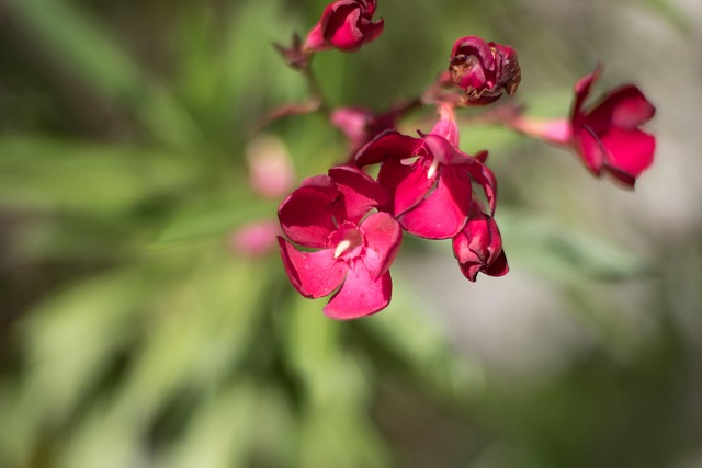 Flor Cerrar Rosado - Foto gratis en Pixabay - Pixabay