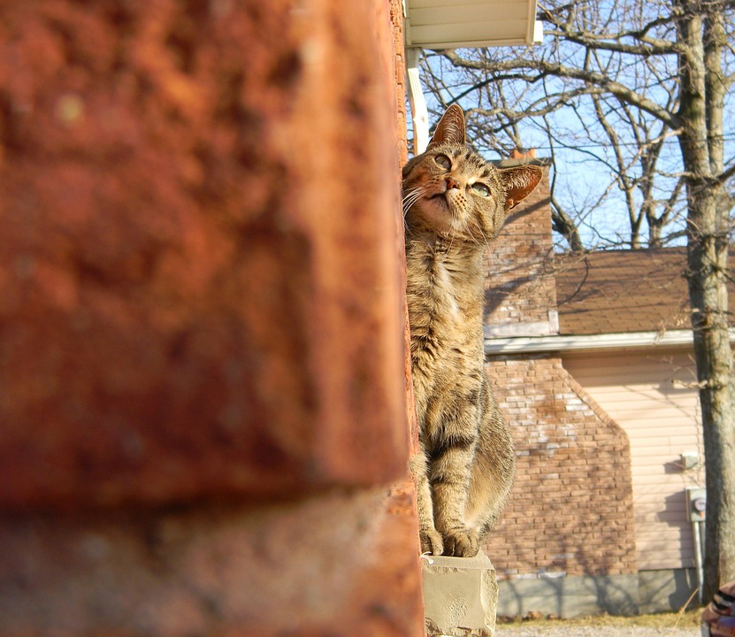 Cat Perspective Cute - Free photo on Pixabay - Pixabay