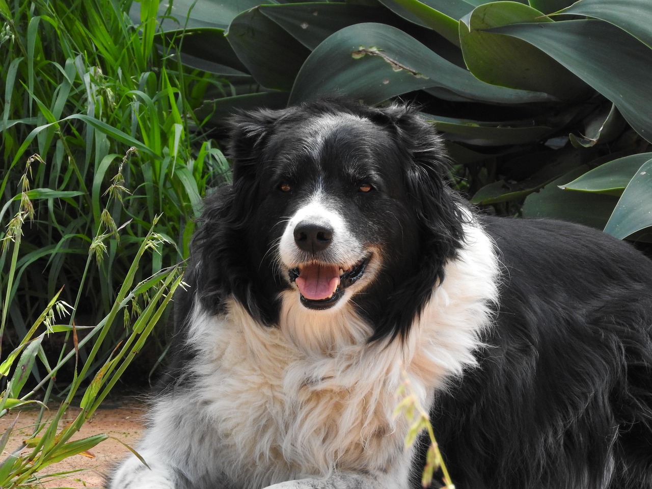 Perro Mascota Cachorro - Foto gratis en Pixabay - Pixabay