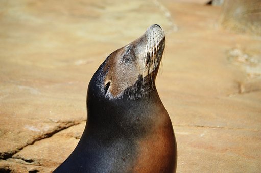 10+ Free Sea Lion Show & Sea Lion Images - Pixabay