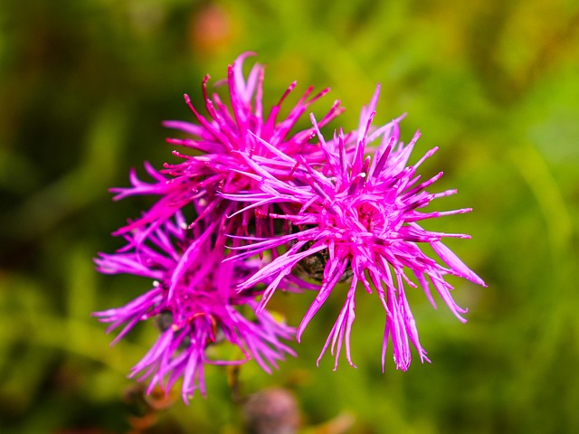 Bunga-Bunga Desa Bunga - Foto gratis di Pixabay - Pixabay