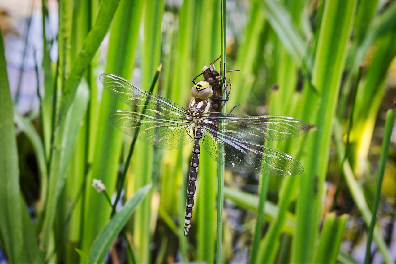 Nature Libellule Vert - Photo gratuite sur Pixabay - Pixabay