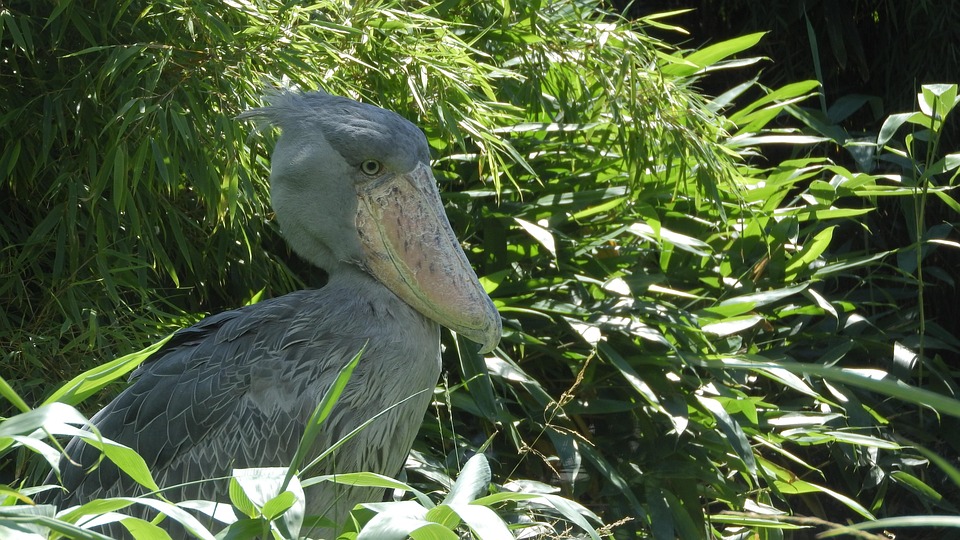 Shoebill Balaeniceps Rex African - Free photo on Pixabay