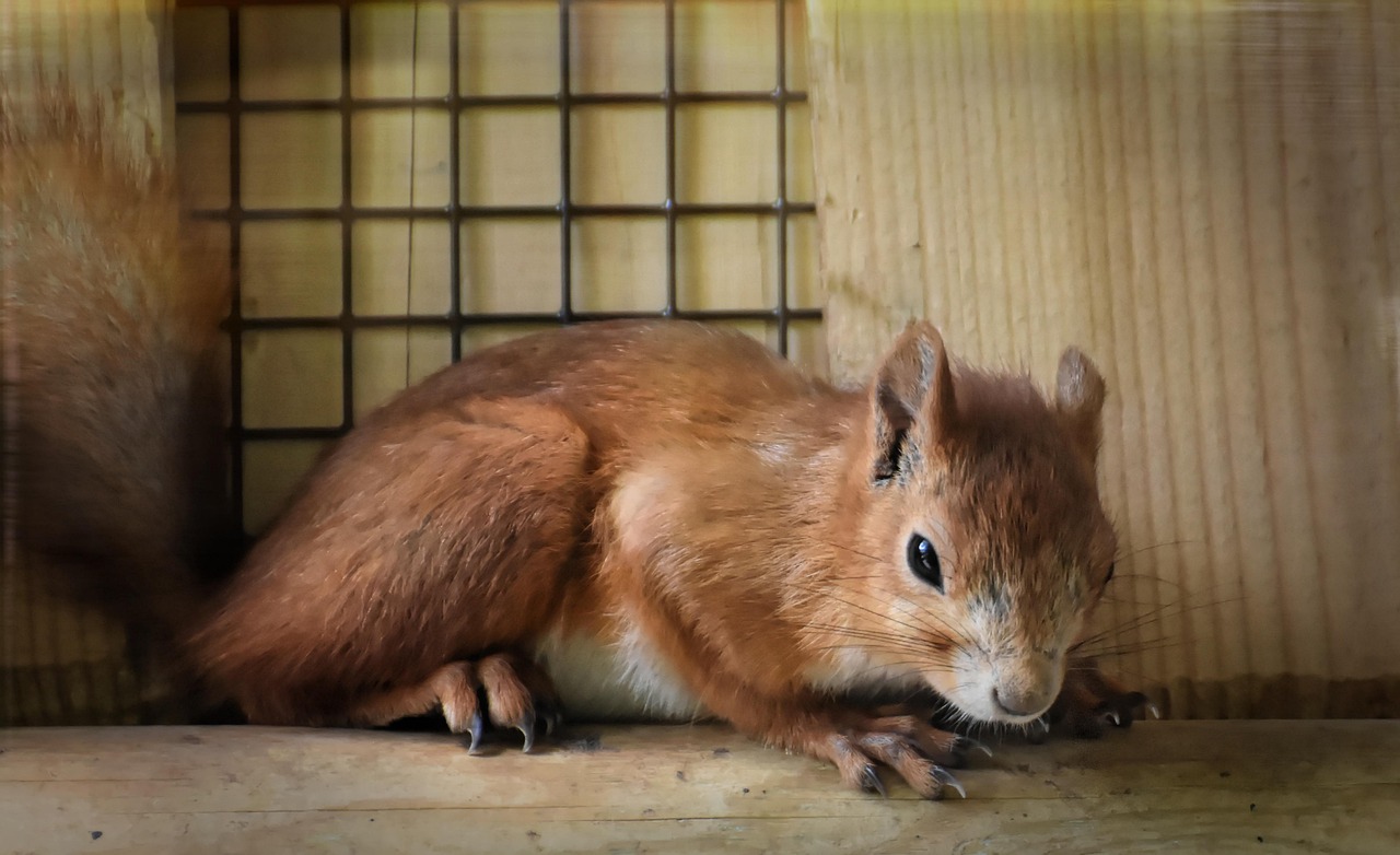 Rodent Cute Animal - Free photo on Pixabay - Pixabay