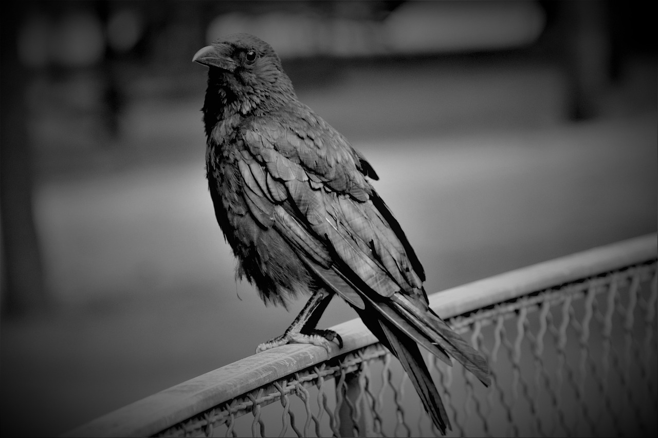300+ Free Concerned & Concern Images - Pixabay