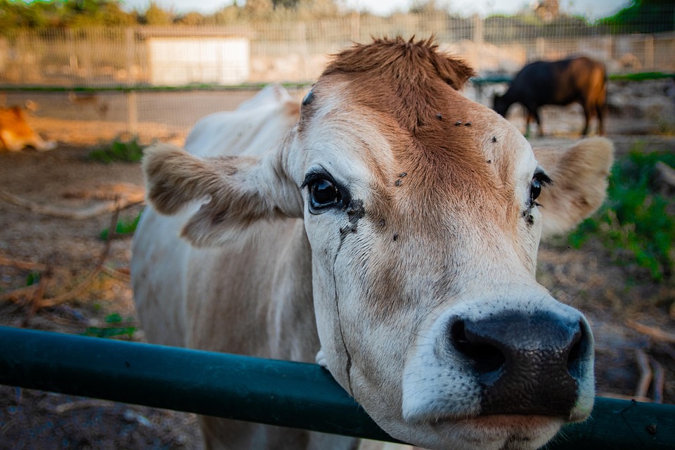 Vaca Animal Naturaleza - Foto gratis en Pixabay
