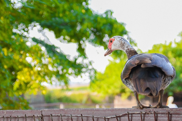Pato Animal Natureza Jardim - Foto gratuita no Pixabay - Pixabay