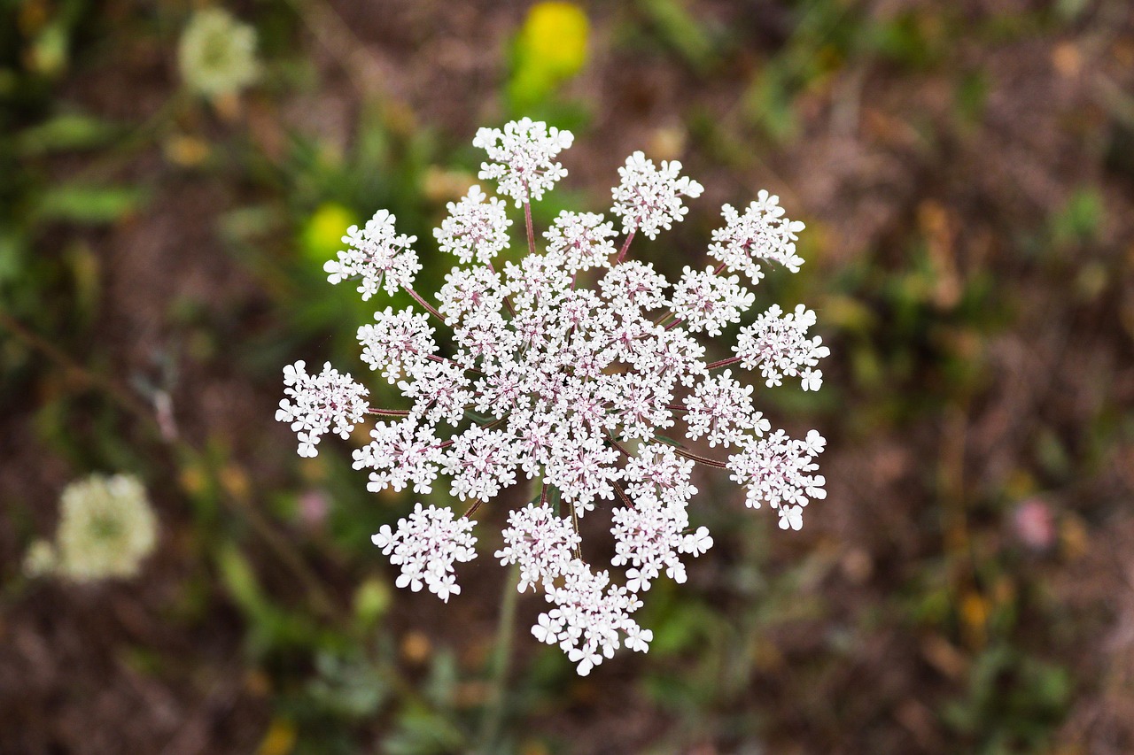 Fleur Blanche Belle De - Photo gratuite sur Pixabay - Pixabay