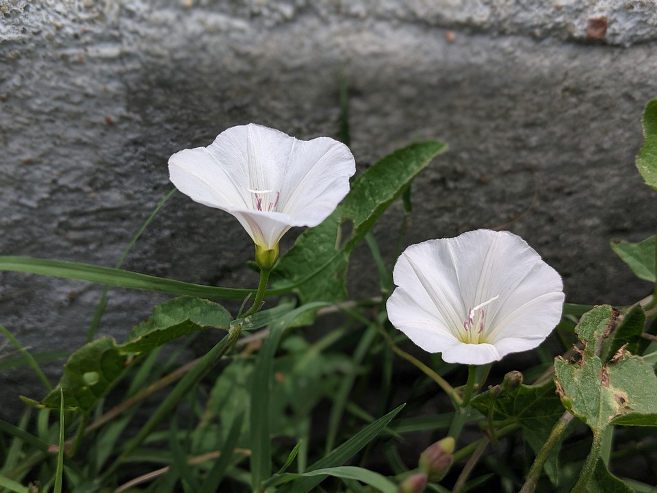 Morning Glory Flower Blossom - Free photo on Pixabay