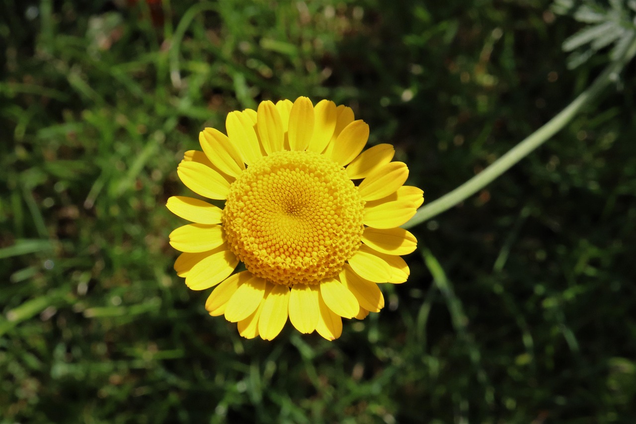 Bunga Tanaman Kuning Cerah - Foto gratis di Pixabay - Pixabay