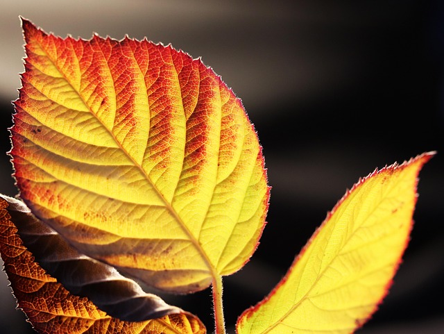 Sale De Mora Otoño - Foto gratis en Pixabay - Pixabay