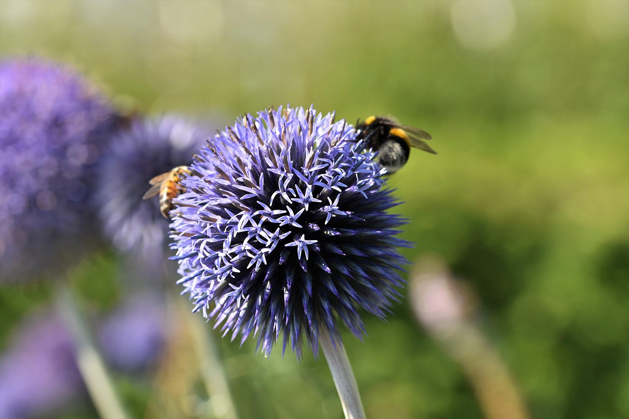 Oignon Ornemental Allium Boule De - Photo gratuite sur Pixabay - Pixabay