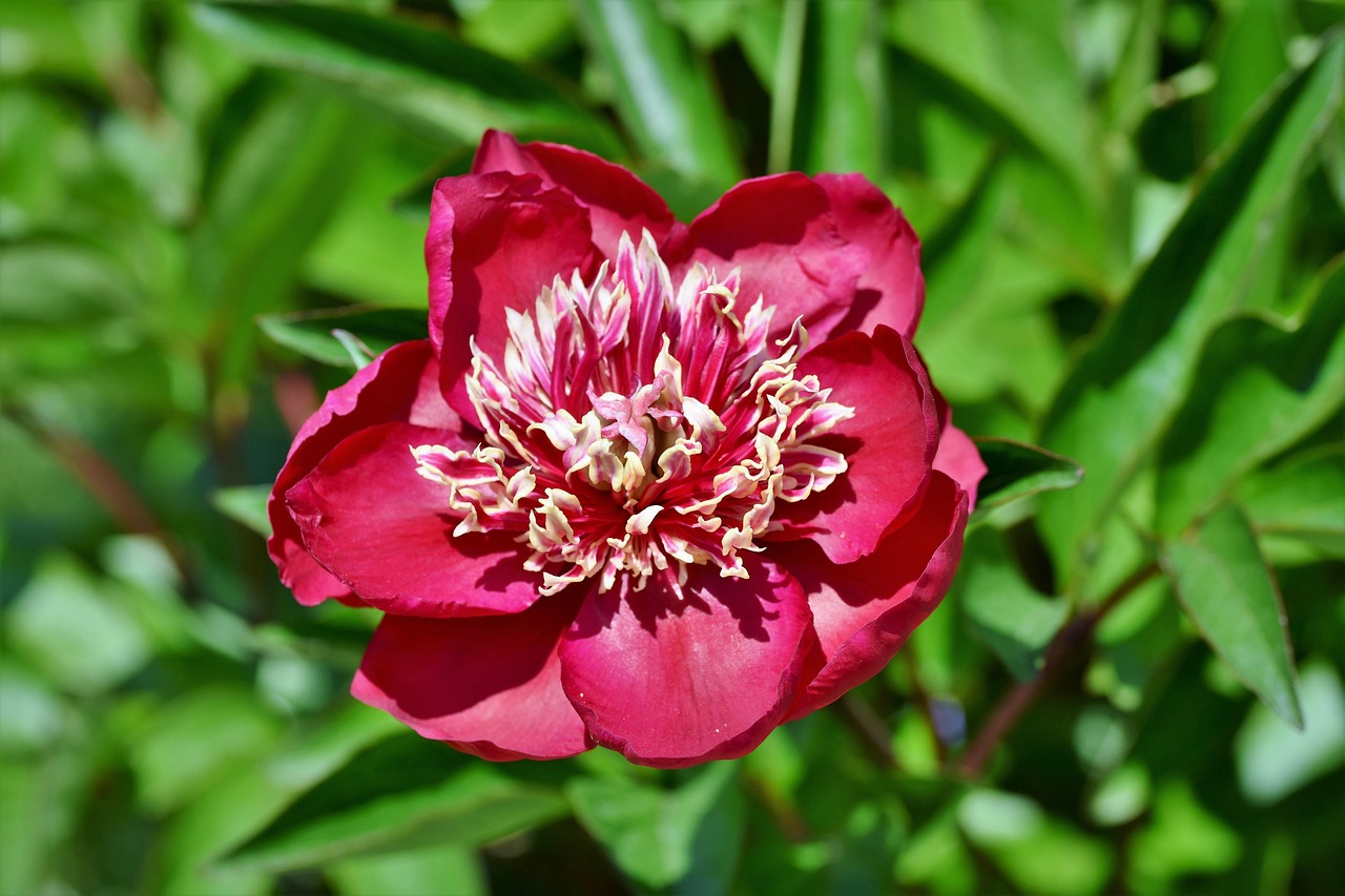 1,000+ Free Pentecost & Peony Images - Pixabay
