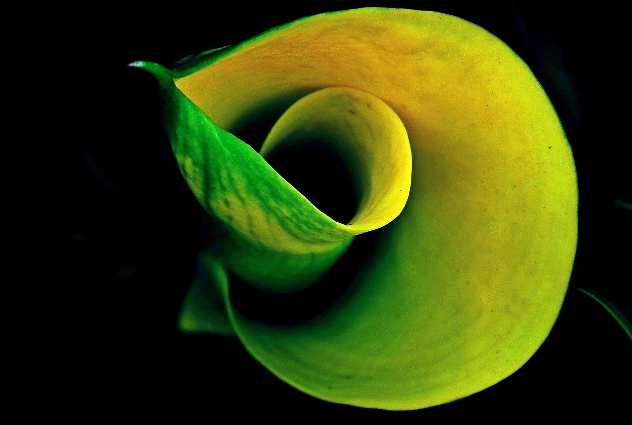 Calla Flower Yellow - Free photo on Pixabay