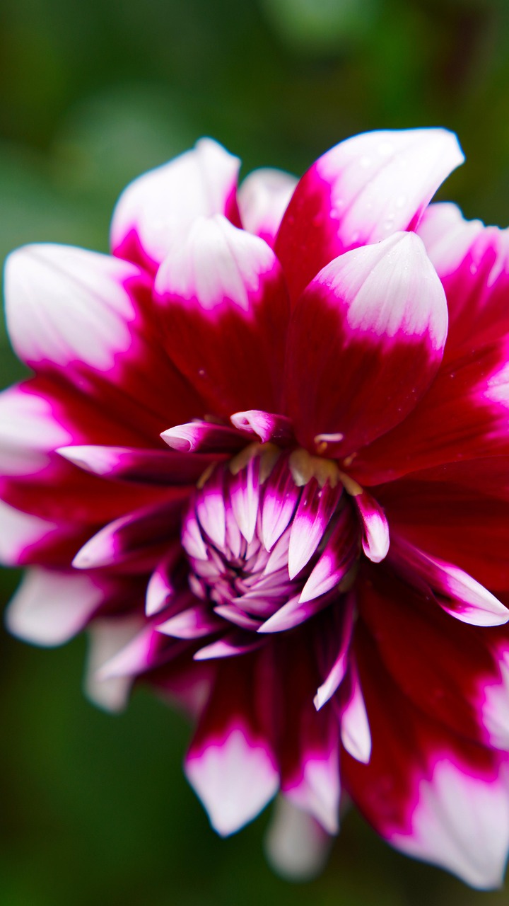 Dália Roxa Flor - Foto gratuita no Pixabay