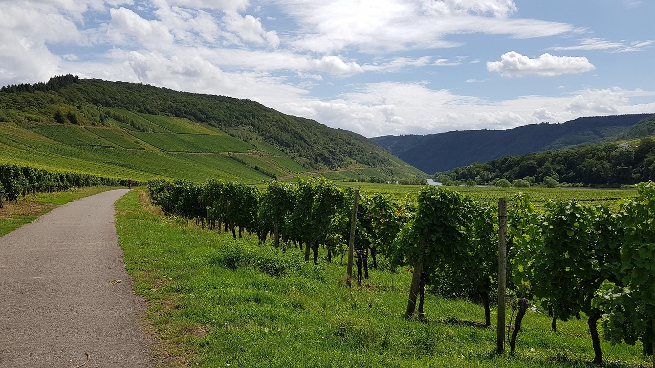 Moselle Bike Path Wine - Free photo on Pixabay - Pixabay