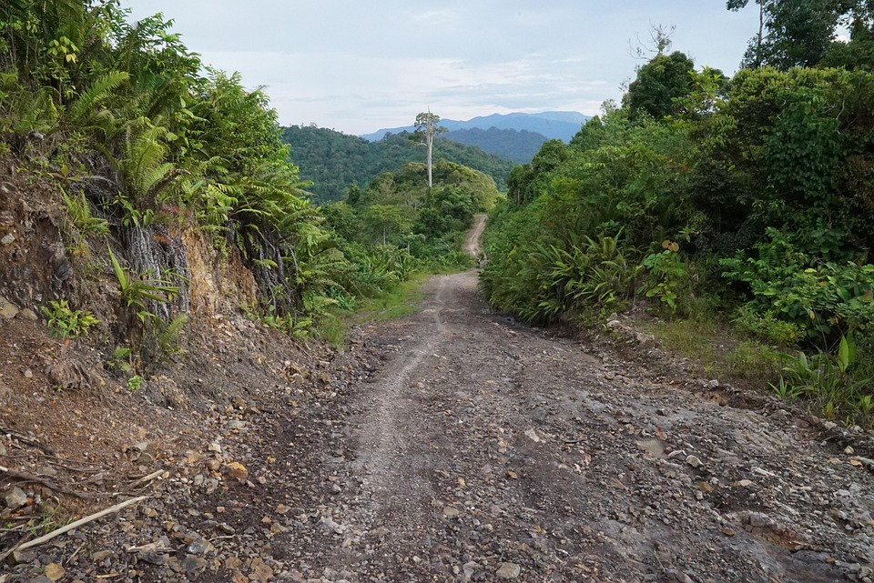 Timber Trails Rain Forest Logging - Free photo on Pixabay