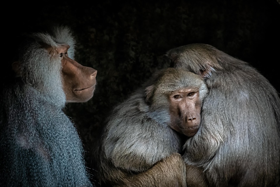 Baboons Monkeys Primates - Free photo on Pixabay