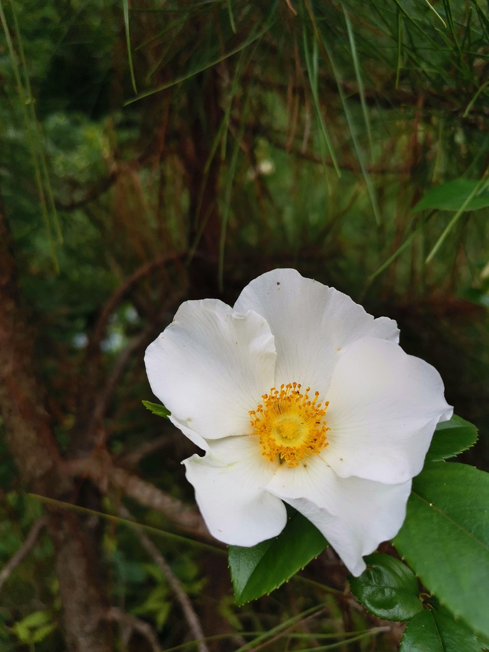 Flores Campos De Gramíneas Foto Gratuita No Pixabay Pixabay