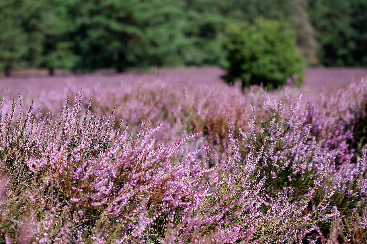 Heather Purple Field - Free photo on Pixabay