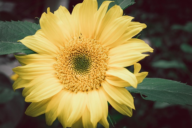 Bunga Matahari Kuning Kebun - Foto gratis di Pixabay - Pixabay