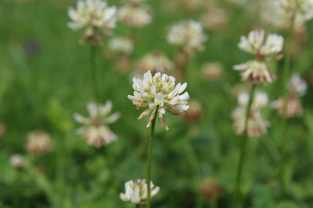 Flor Trevo Primavera - Foto gratuita no Pixabay - Pixabay