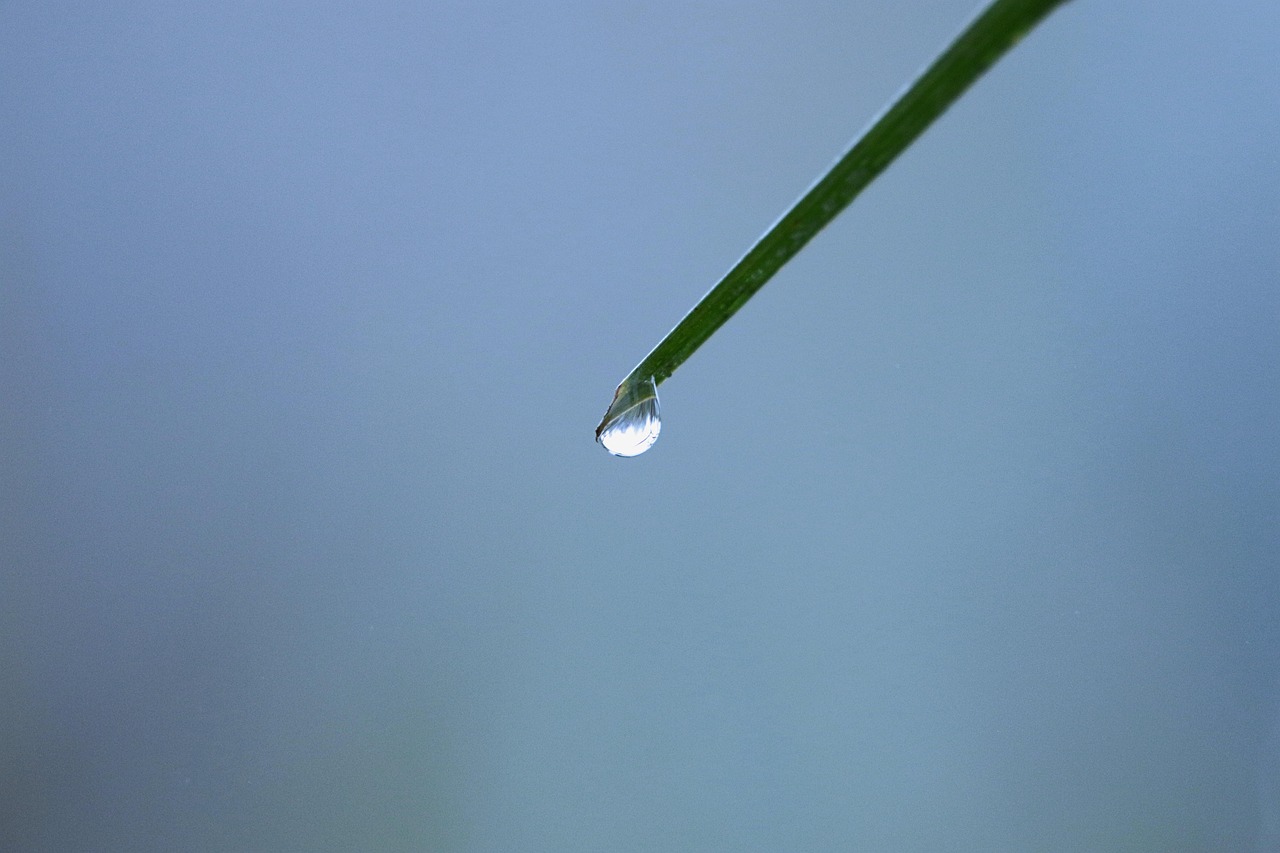 Pearls Drops Dew - Free photo on Pixabay