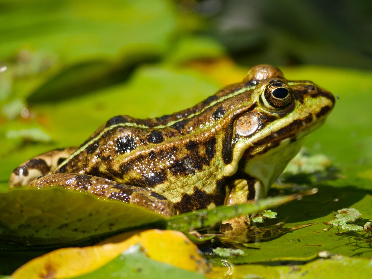 Wildlife Frog Amphibian Pond - Free photo on Pixabay