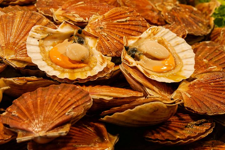 90+ Free Oyster Shell & Oyster Images - Pixabay