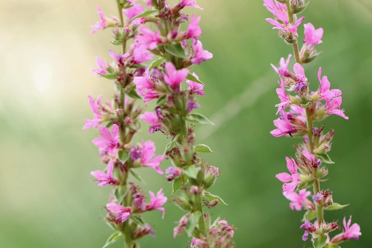 100+ Free Loosestrife Comună & Nature Images - Pixabay