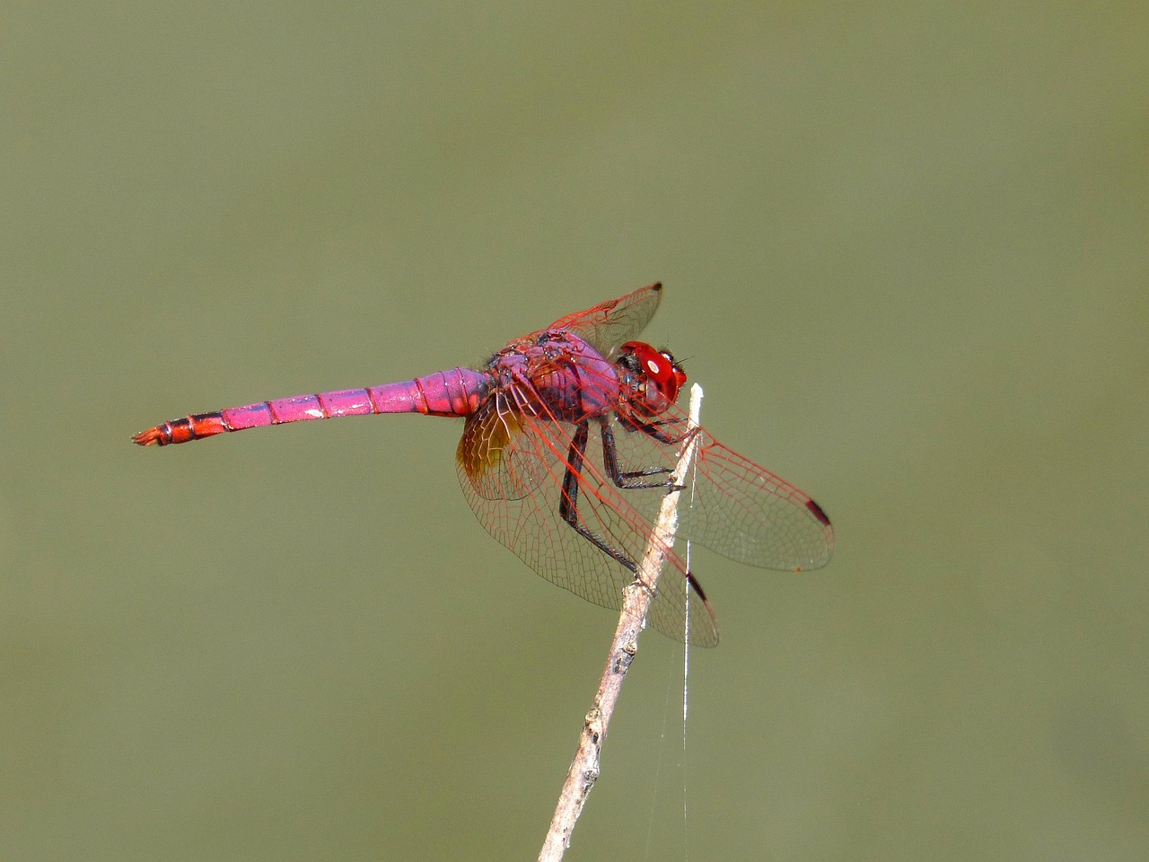 Red Dragonfly Pipe Vinous - Free photo on Pixabay - Pixabay