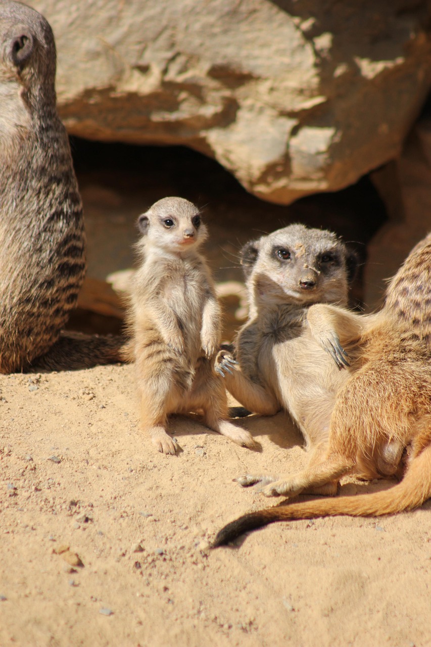 Meerkat Wildlife Zoo - Free photo on Pixabay