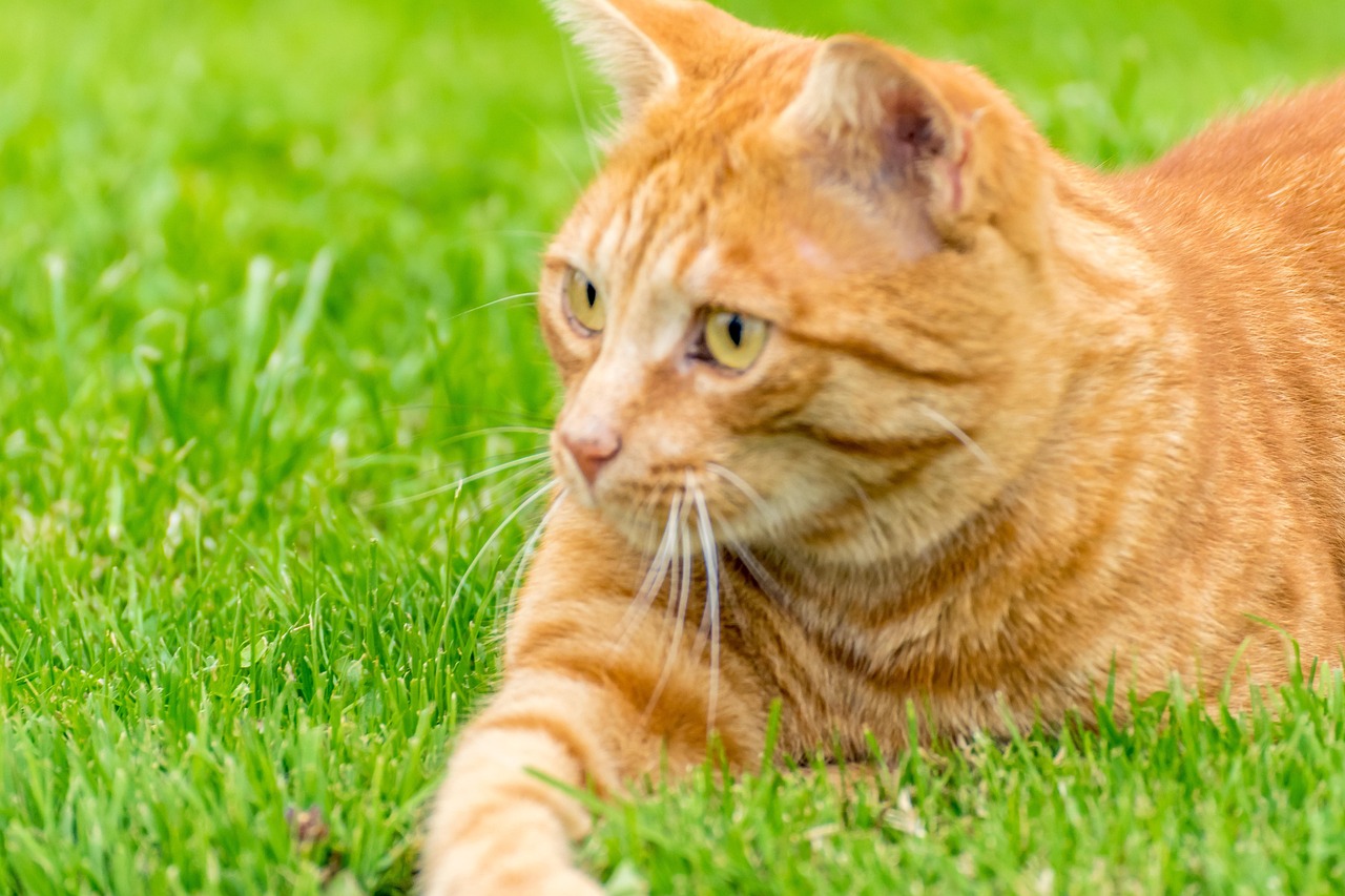 Katze Rot Wei