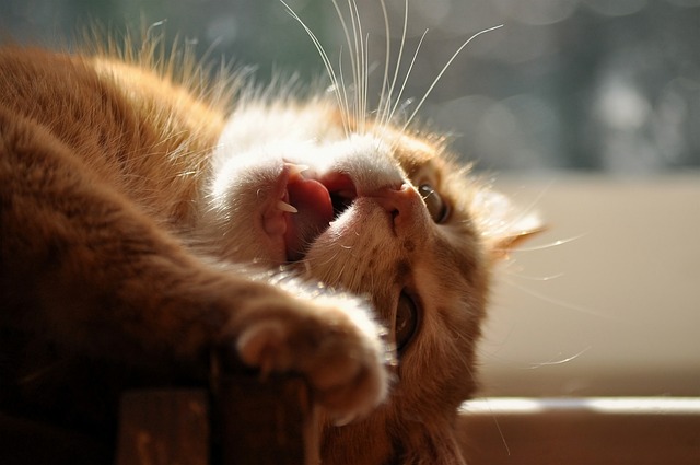 Cat Play Playful - Free photo on Pixabay - Pixabay