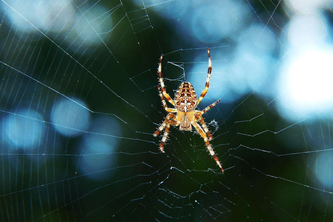 200+ Free Crusader & Spider Photos - Pixabay