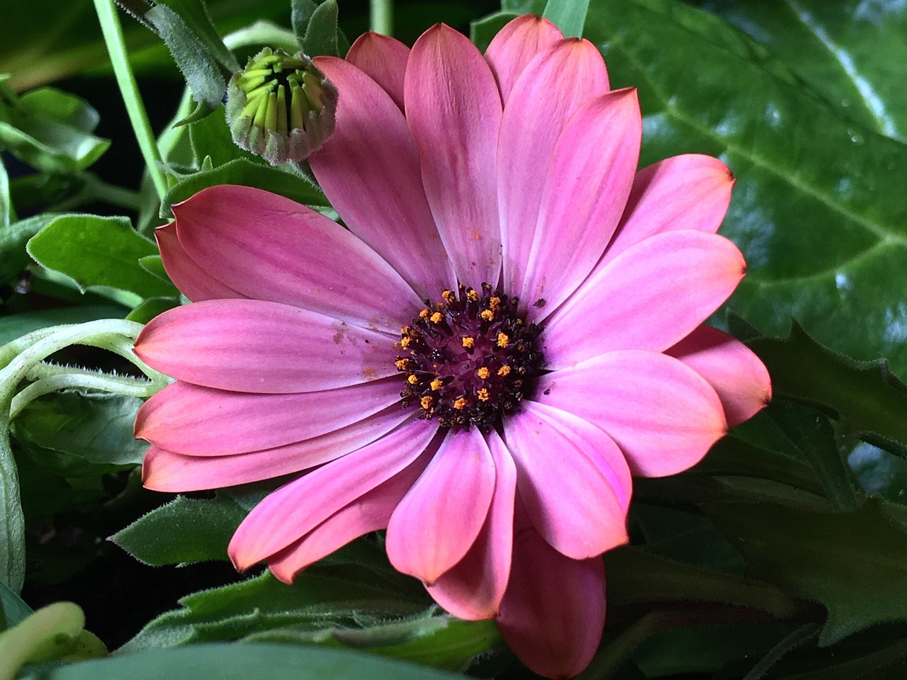 Pinke Blume Rosa Blütenblätter - Kostenloses Foto auf Pixabay - Pixabay