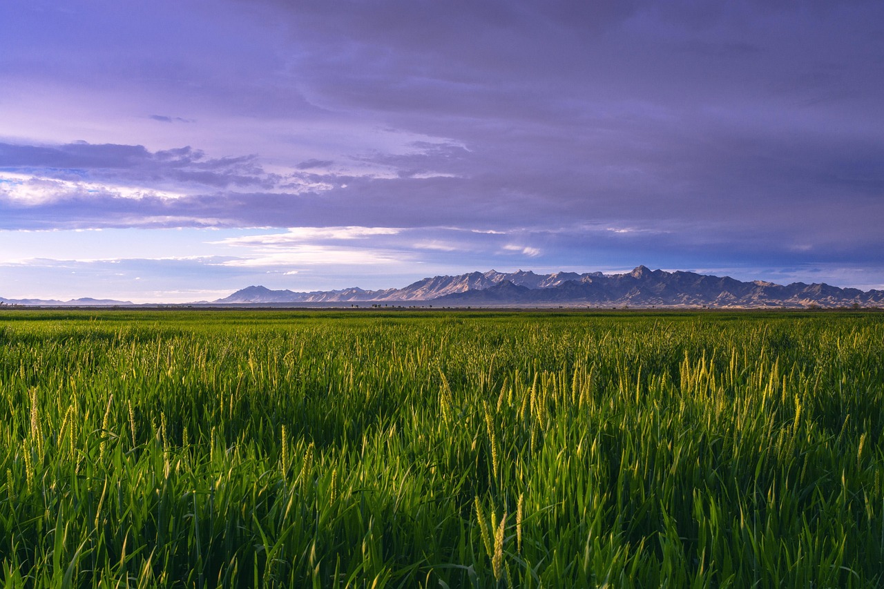 Field Landscape Nature - Free photo on Pixabay